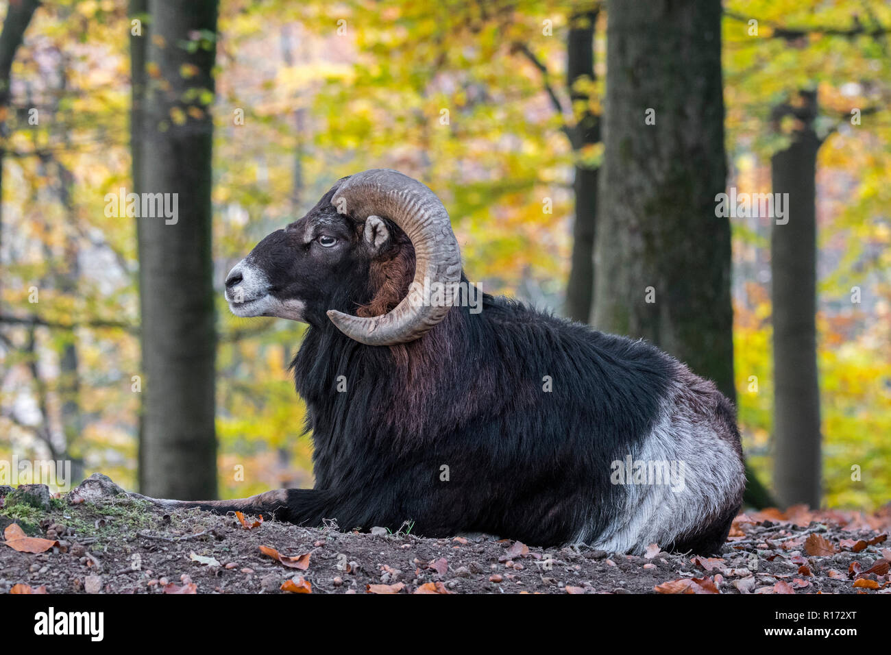 European mouflon (Ovis gmelini musimon / Ovis ammon / Ovis orientalis ...