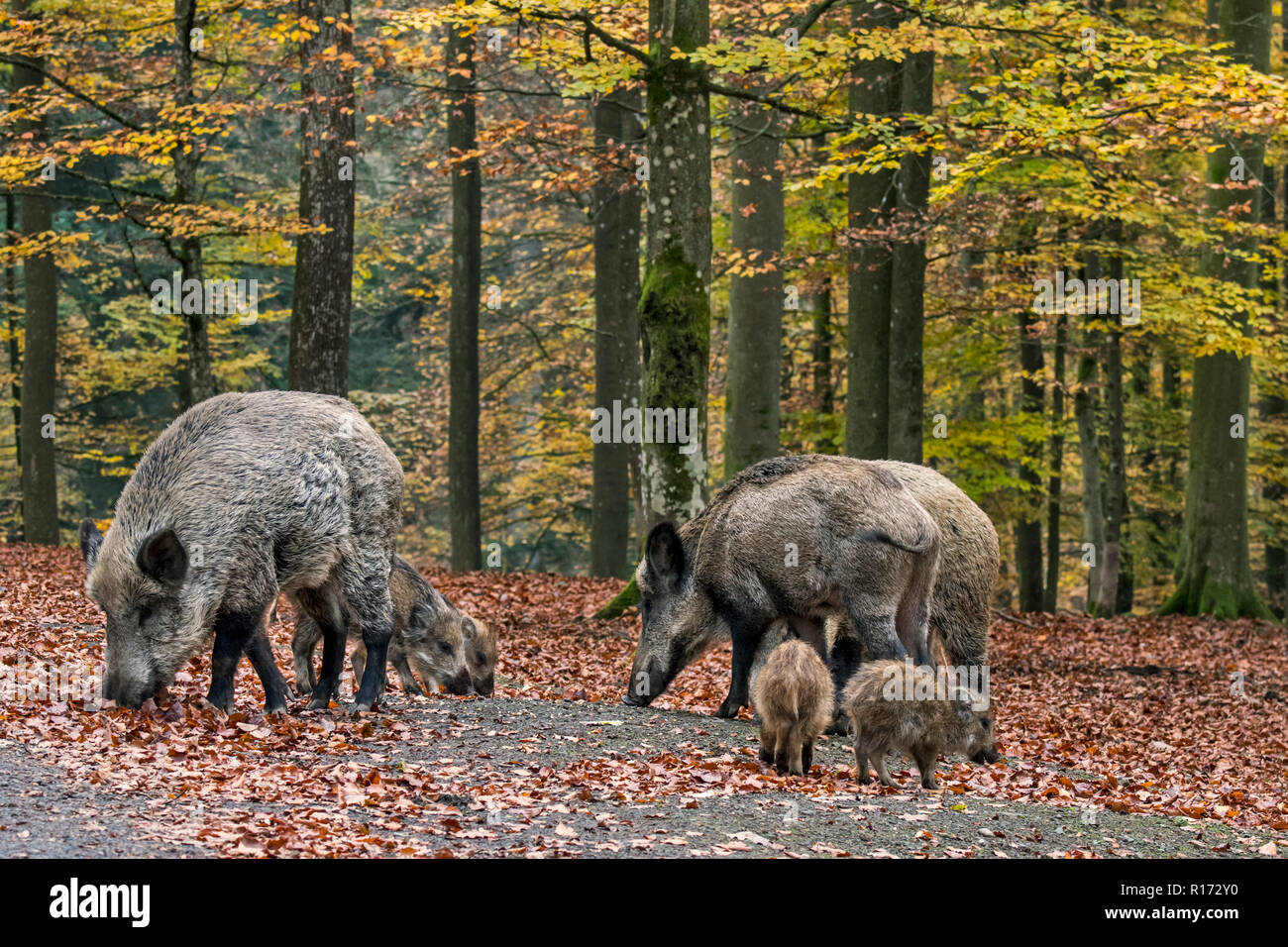 Wild boars feeding hi-res stock photography and images - Alamy