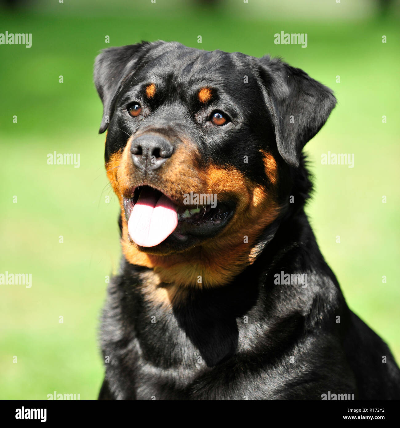 Devil dog hi-res stock photography and images - Alamy