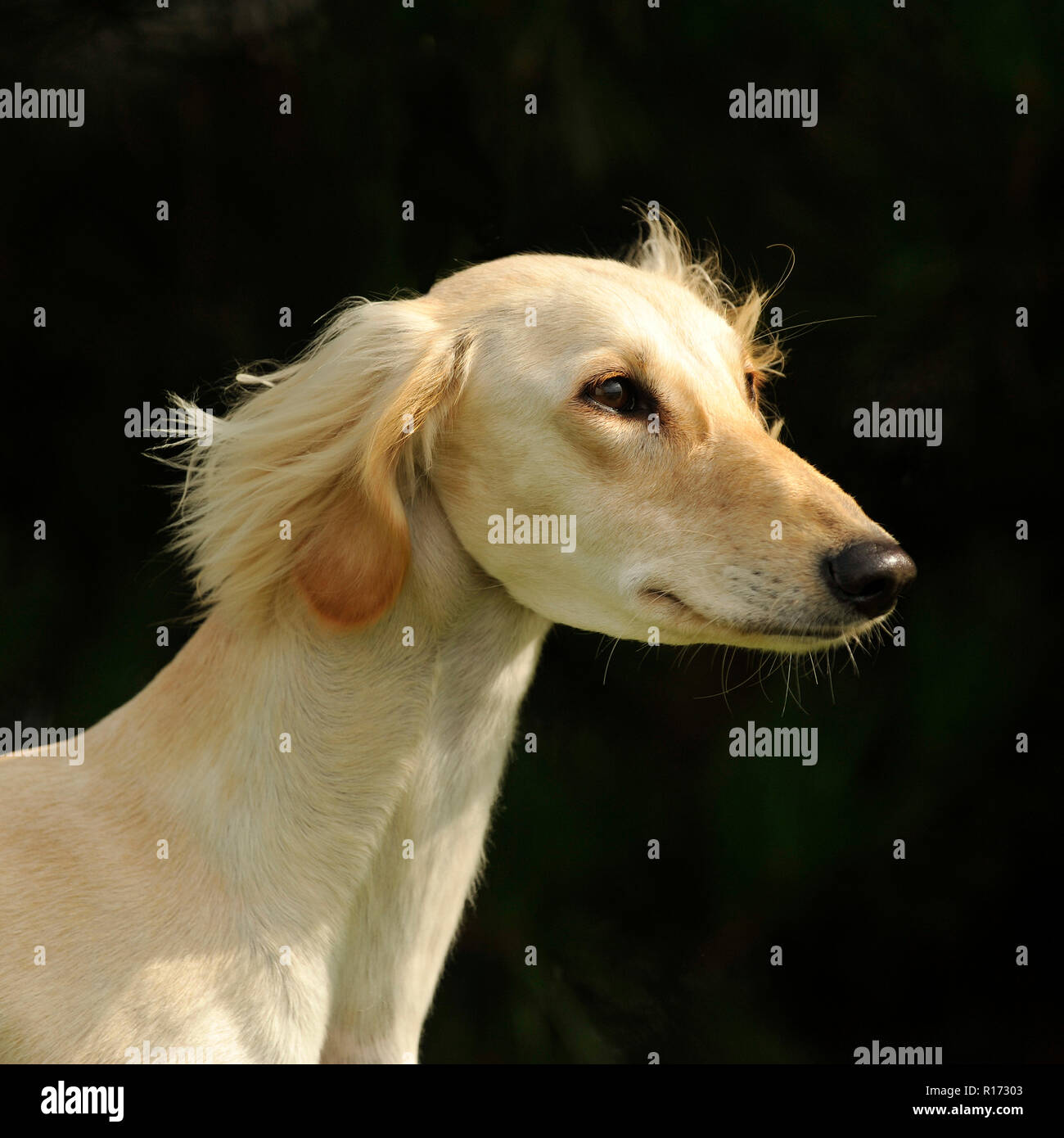 Saluki dogs hi-res stock photography and images - Alamy