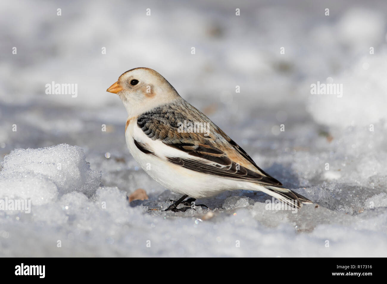 Snow bunting britain hi-res stock photography and images - Alamy