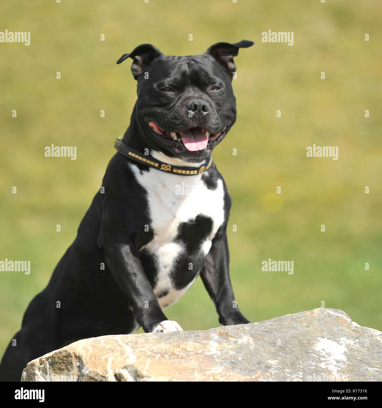 Black white staffordshire terrier hi-res stock photography and images ...