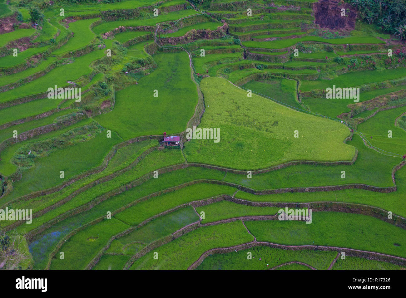 View of rice terraces fields in Banaue, Philippines. The Banaue rice ...