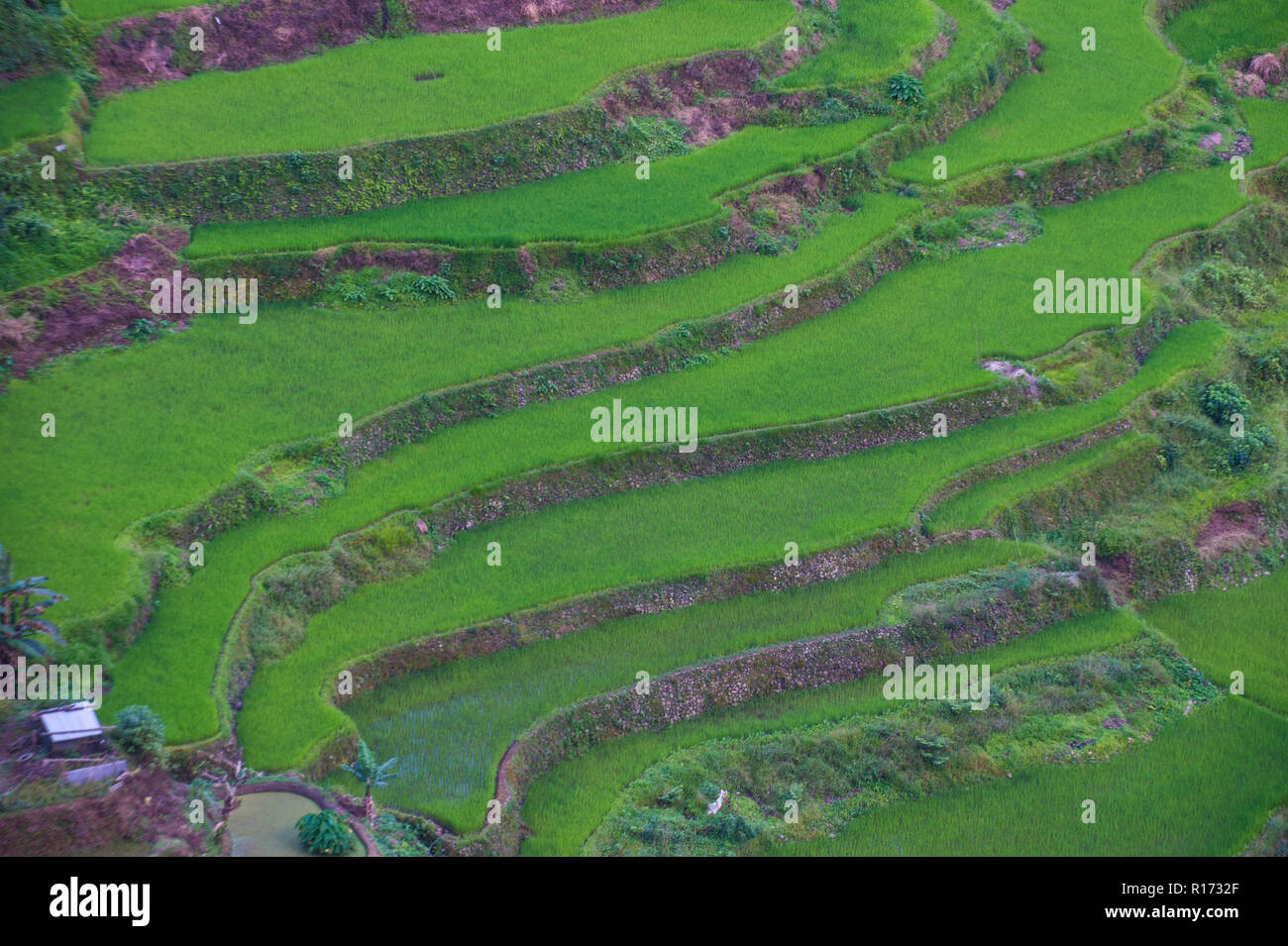 View of rice terraces fields in Banaue, Philippines. The Banaue rice ...
