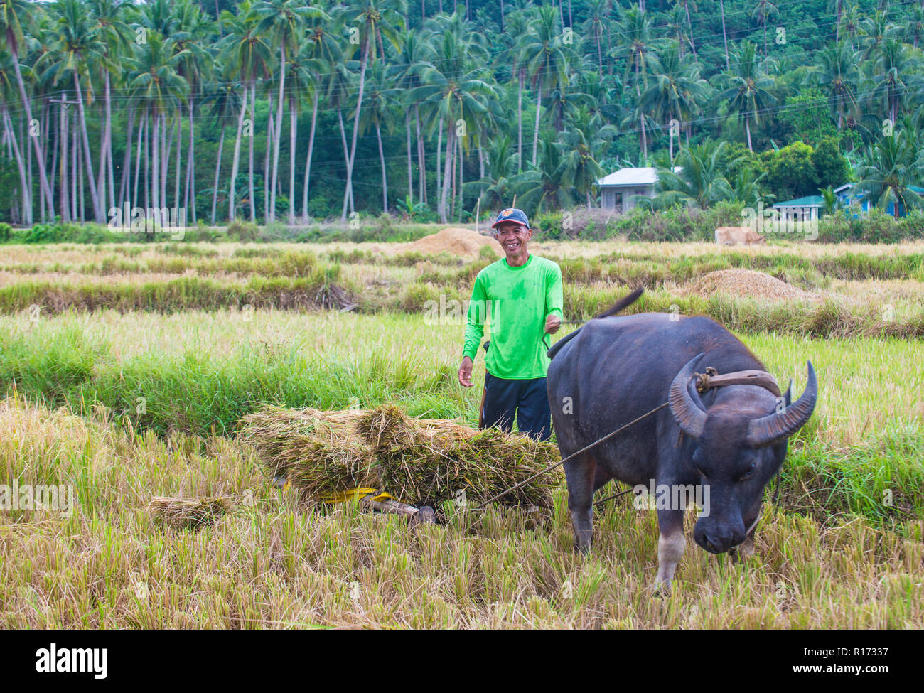 Filipino farmer working at a rice field in Marinduque island The ...