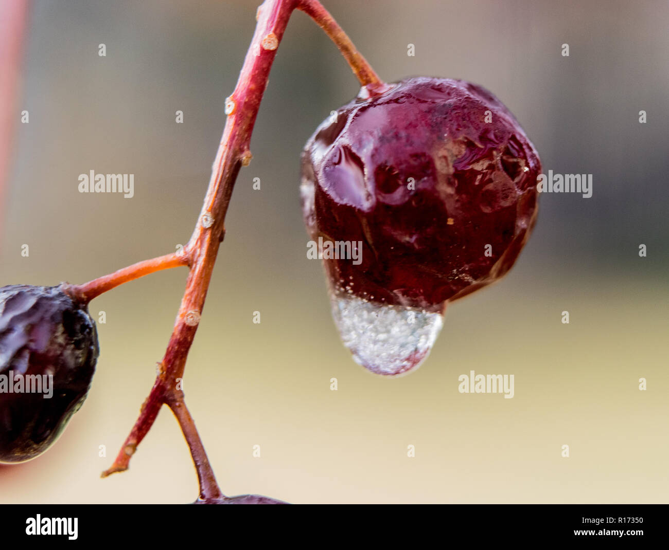 Water Droplet Pic High Resolution Stock Photography and Images - Alamy