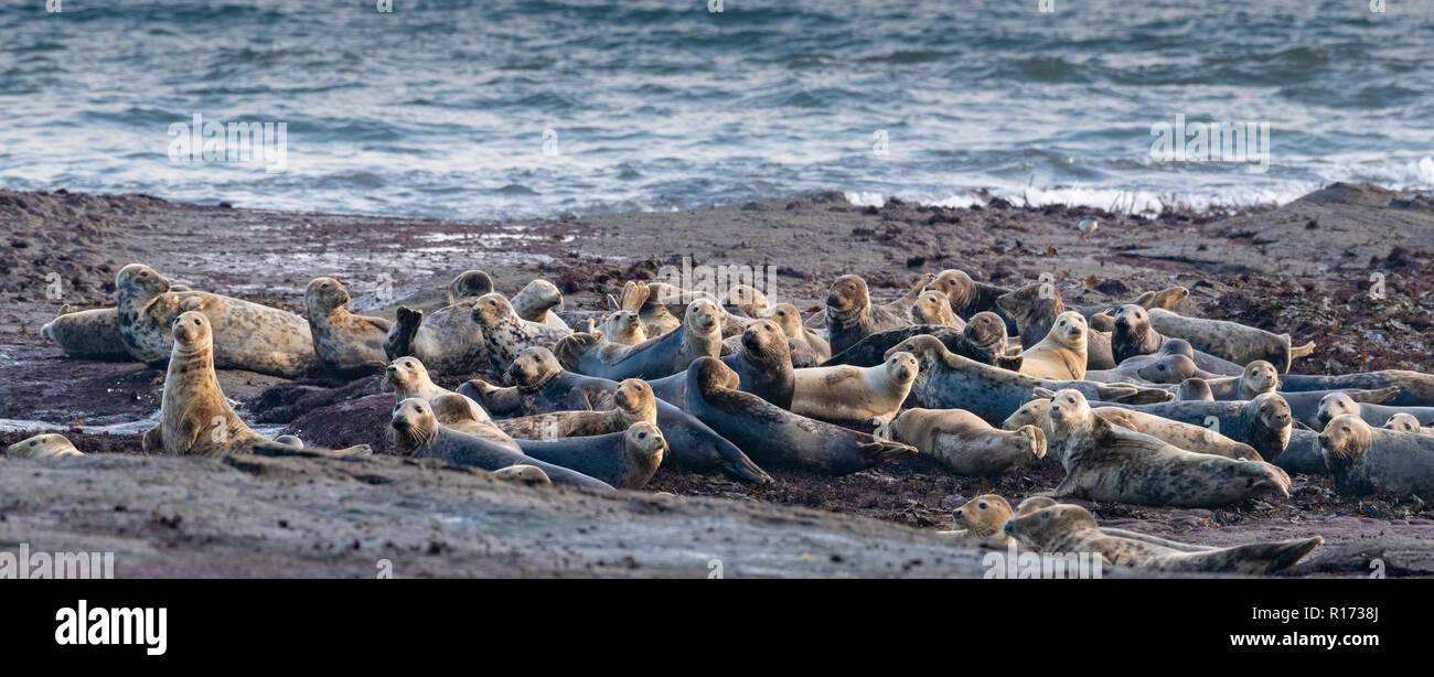 Colony of seals hi-res stock photography and images - Alamy