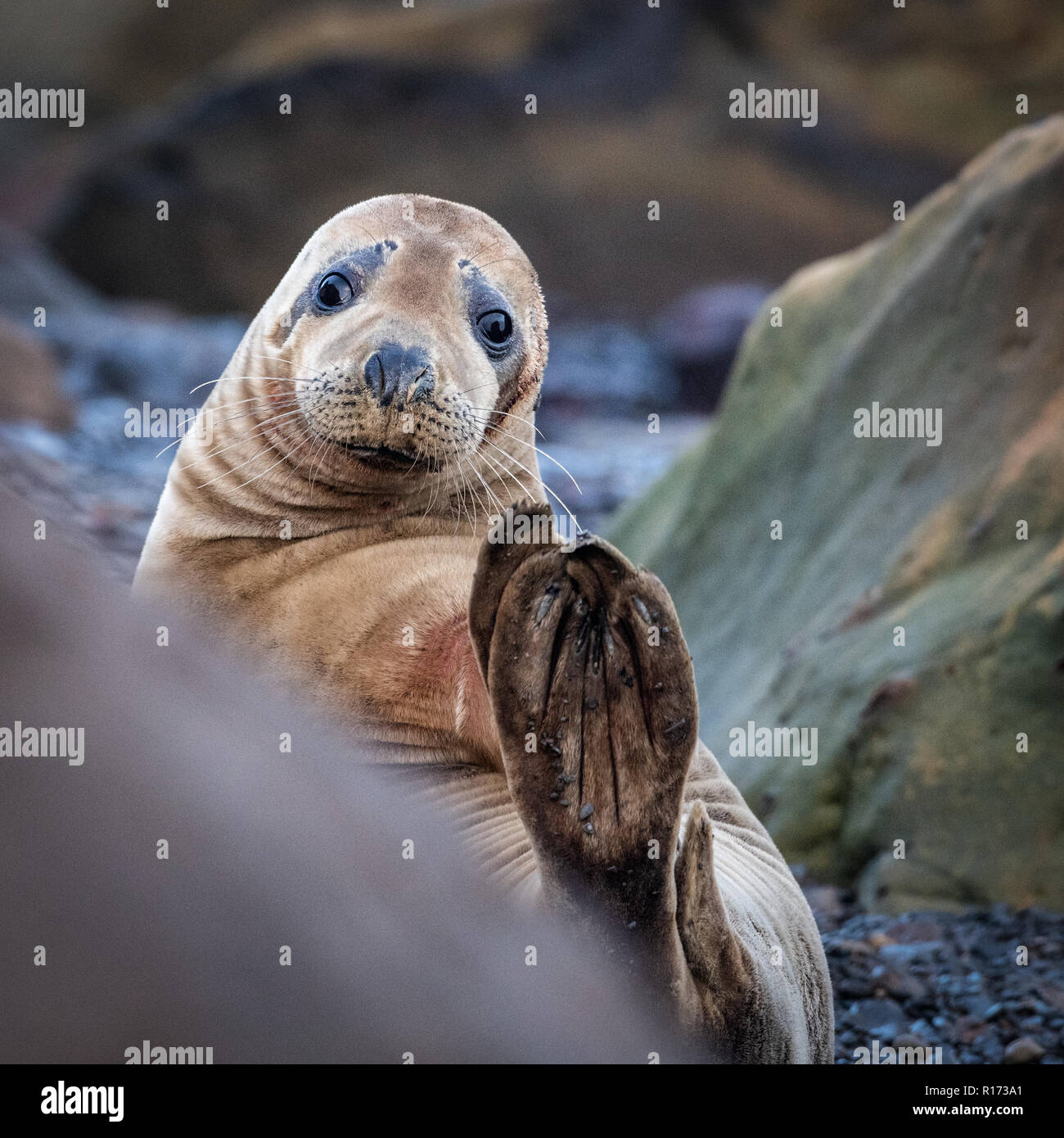 Grey seal ravenscar hi-res stock photography and images - Alamy