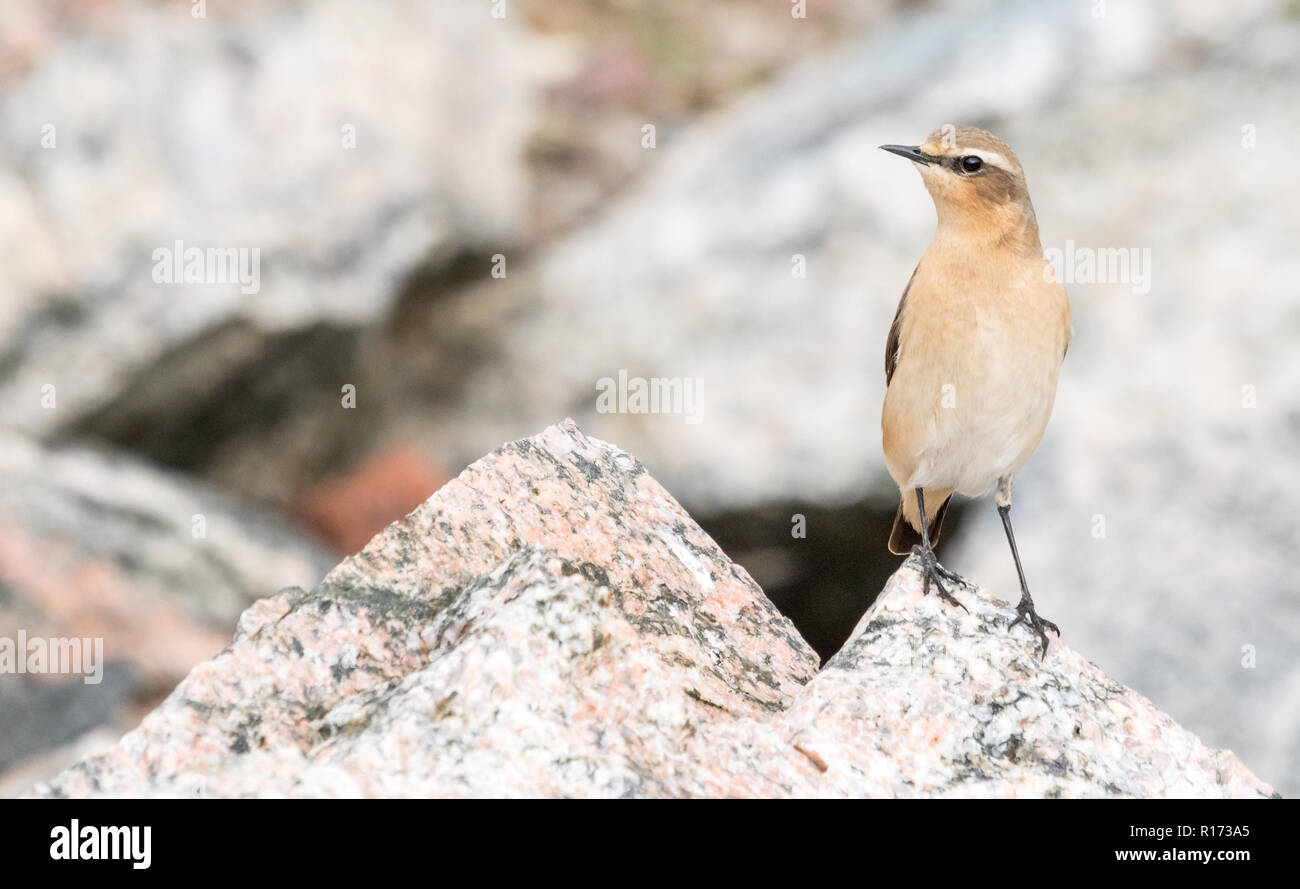 Northern Wheatear, Oenanthe oenanthe, standing on granite rock facing ...