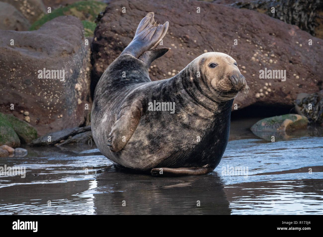 Large bull seals hi-res stock photography and images - Alamy