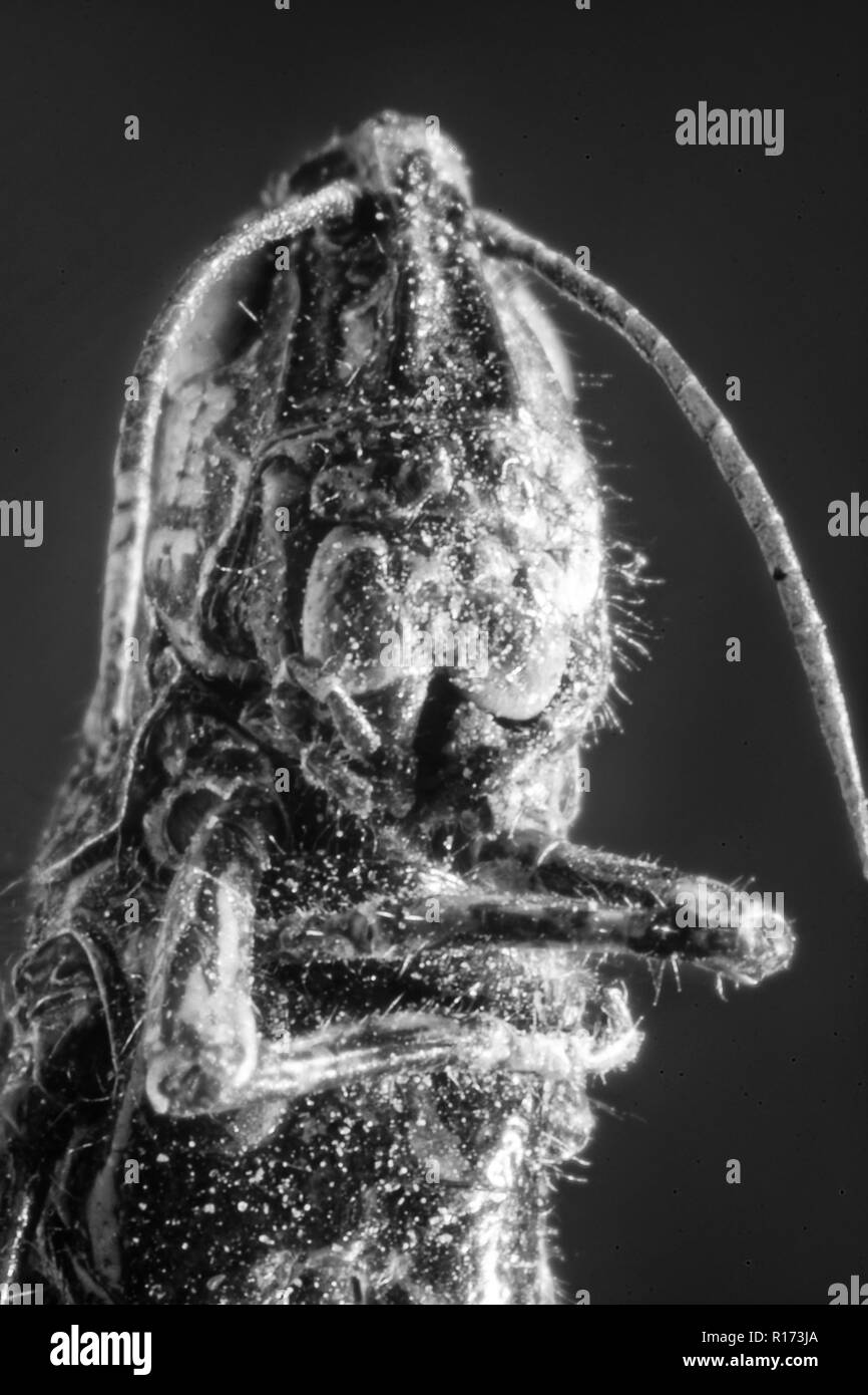 Pterygota hi-res stock photography and images - Alamy