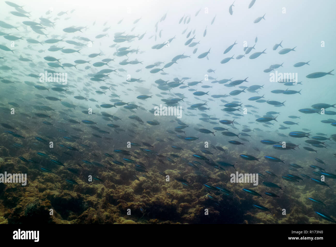 School of Fish in Sipadan, Borneo - Famous Scuba Diving Attraction ...
