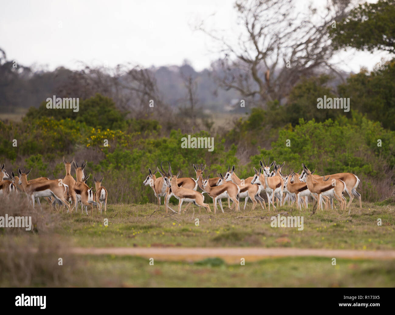 Springbok (Antidorcas marsupialis) antelope herd in nature Cape ...