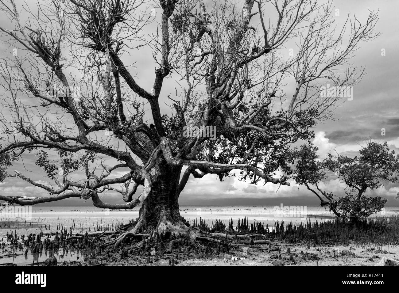 Dramatic greyscale landscape of the dense tracery of the leafless ...