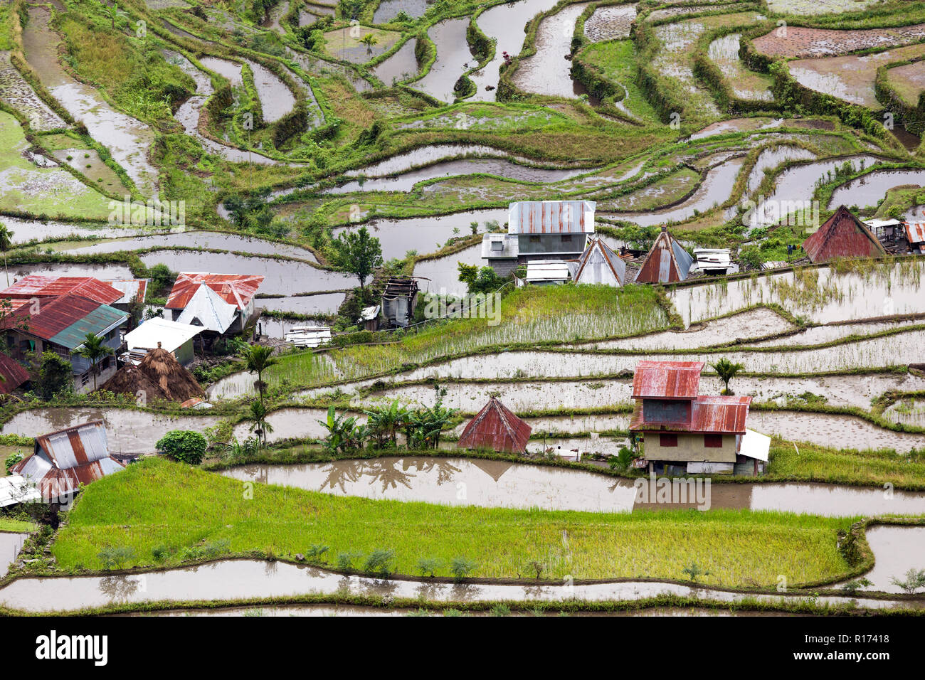 Rice fields in the Batad village in Philippines Stock Photo - Alamy