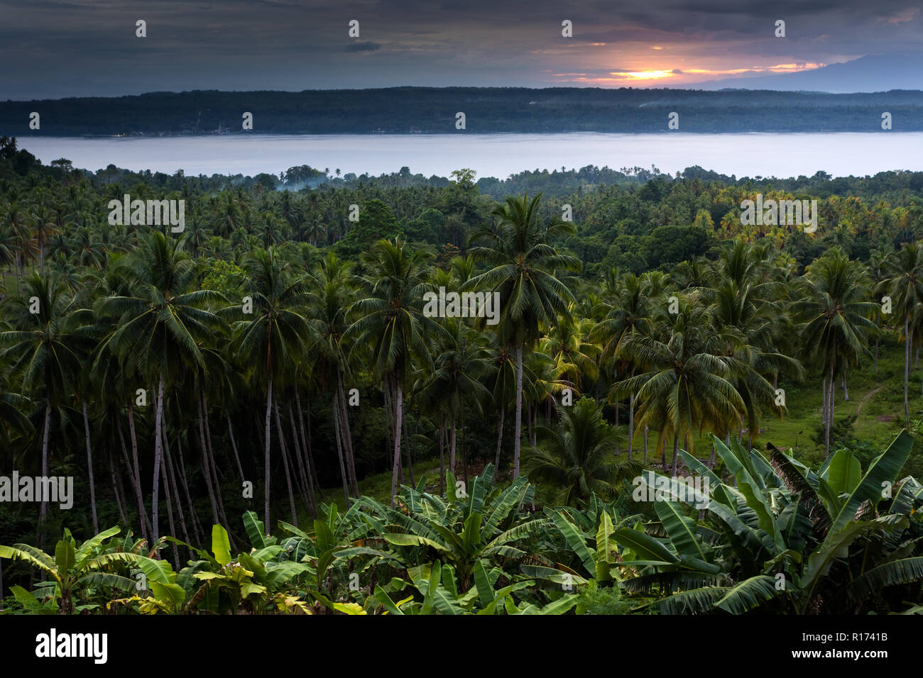 Sunset on palm tree plantation and sea, Samal island, Philippines Stock ...