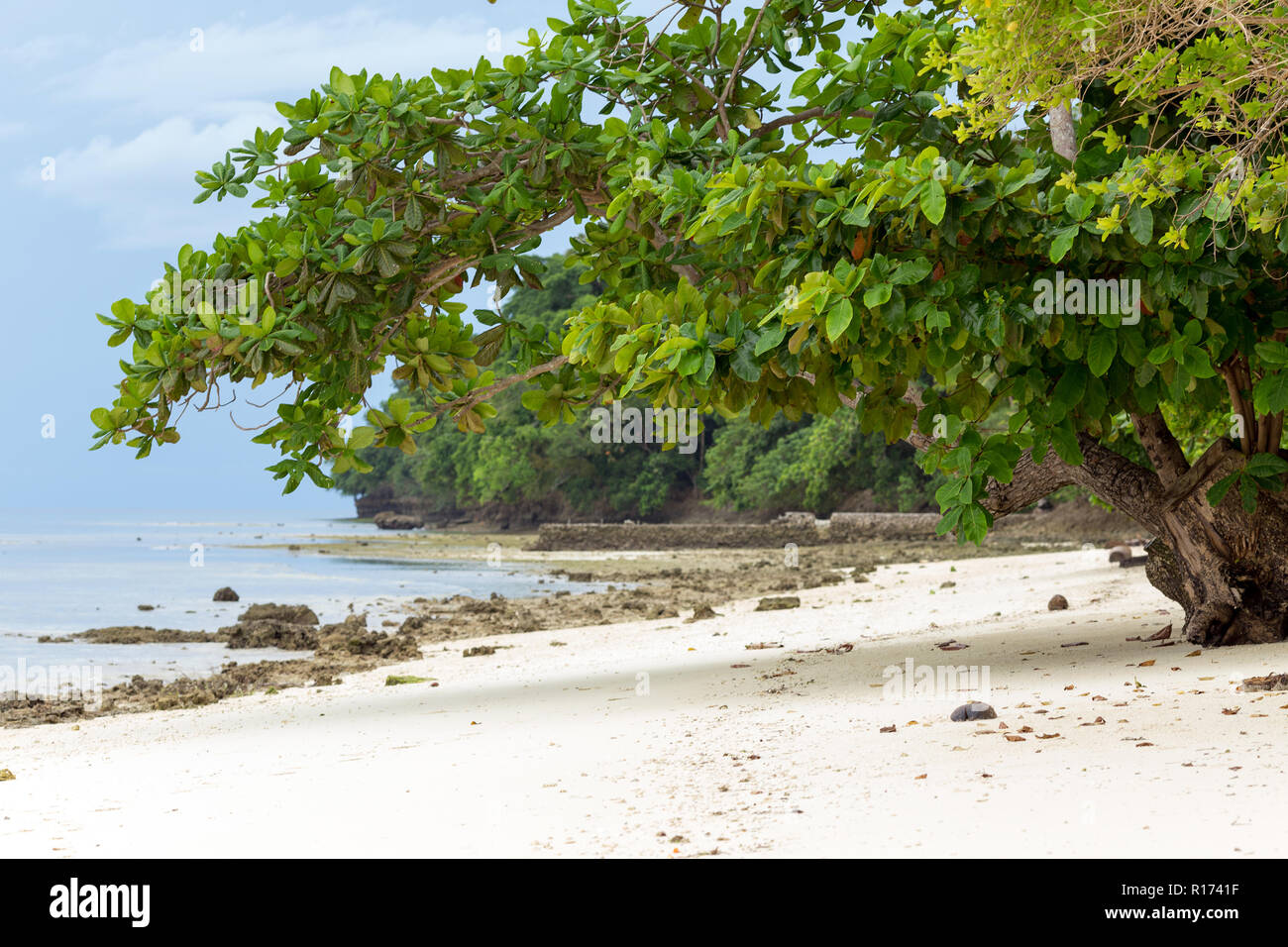 TALISAY – THE RETURN OF PHILIPPINE NATIVE TREES, 47% OFF