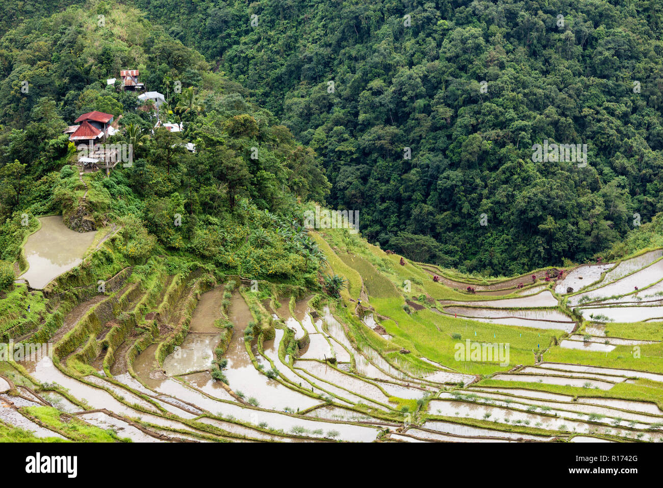 Famous rice fields terraces in the Batad village in Philippines Stock ...