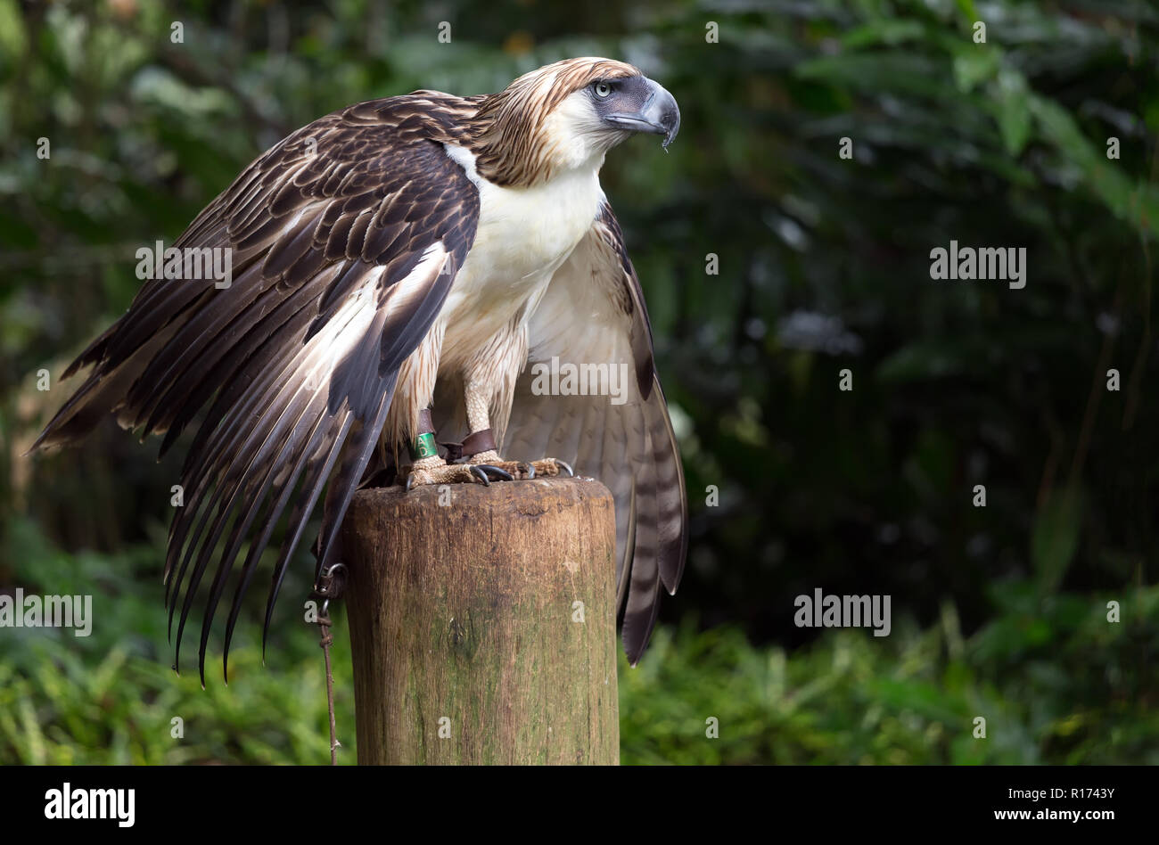 The Filipino eagle is a very rare and endangered species living in the ...