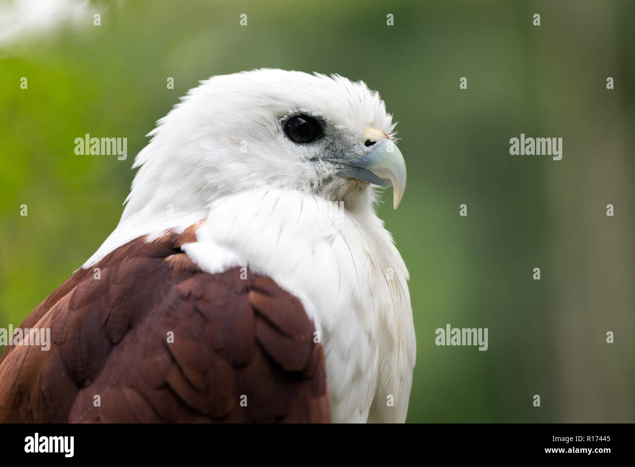 Red kite profile hi-res stock photography and images - Alamy