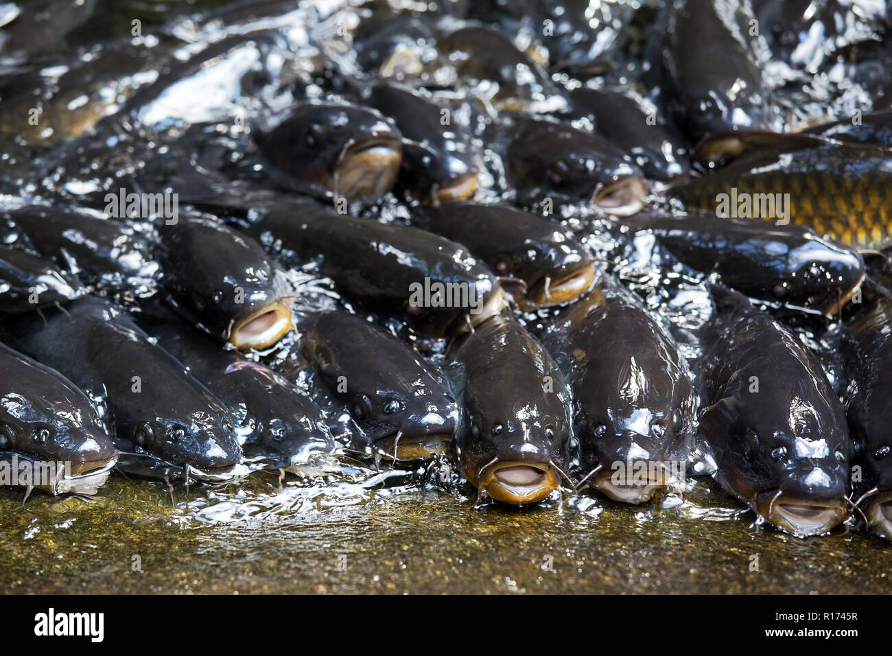 Mahseer hi-res stock photography and images - Alamy