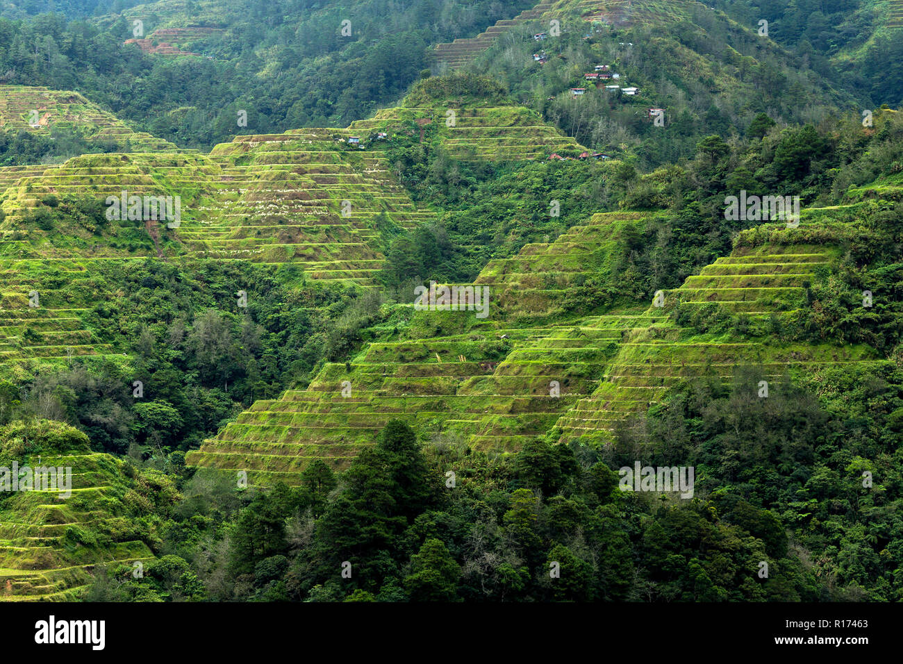Famous rice fields terraces in the banaue village in Philippines Stock ...