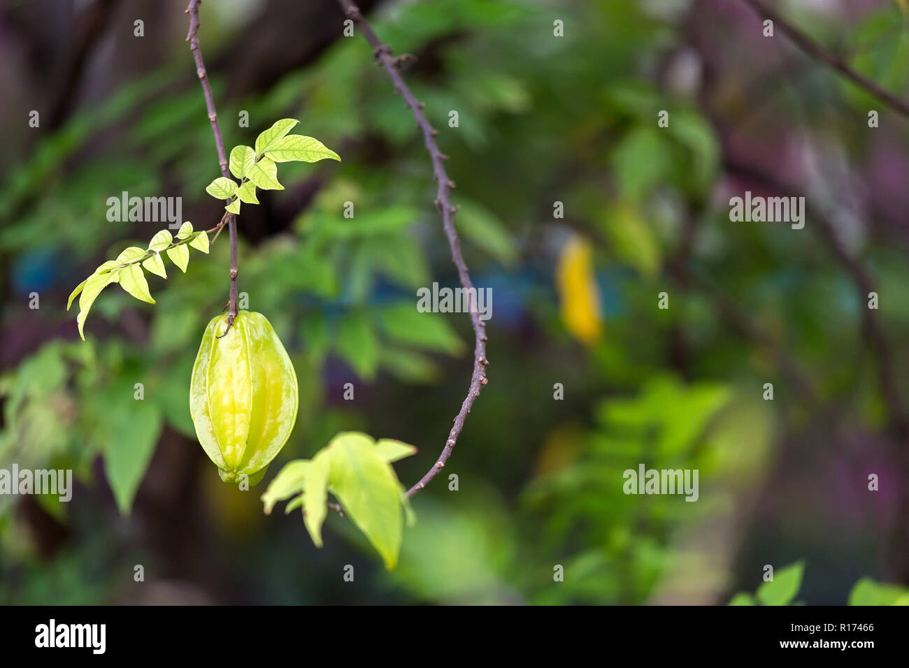 Starfruit tree hi-res stock photography and images - Alamy