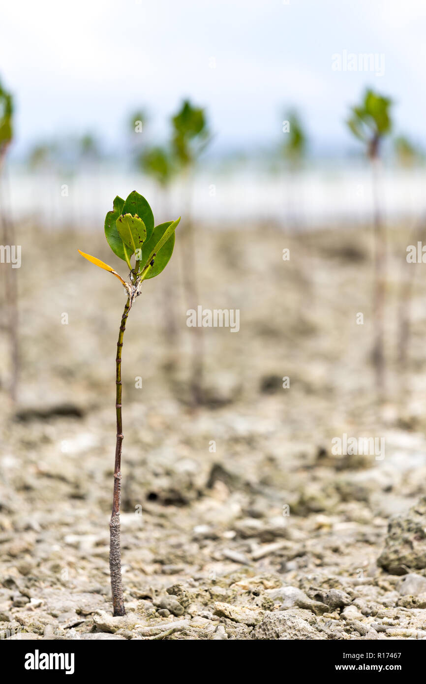 Young mangrove trees growing on the tropical seashore Stock Photo - Alamy