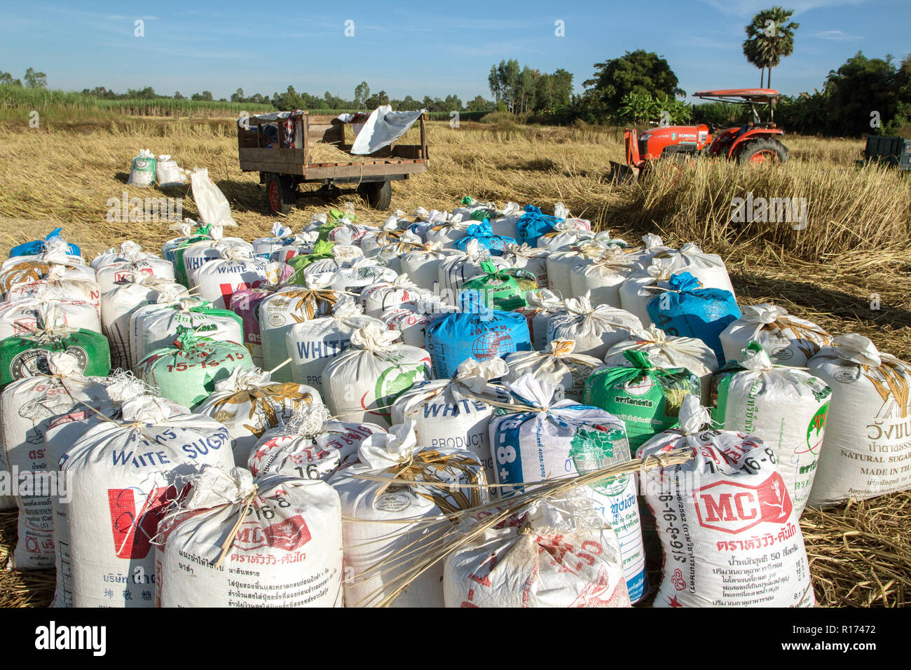 Fresh harvested rice stored in bags, Thailand Stock Photo - Alamy