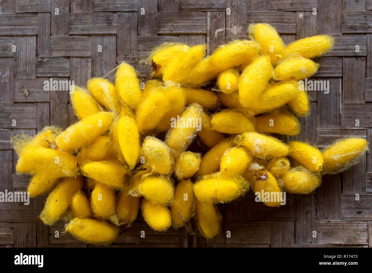 Bunch of orange silkworm cocoons in a Thai farm Stock Photo - Alamy