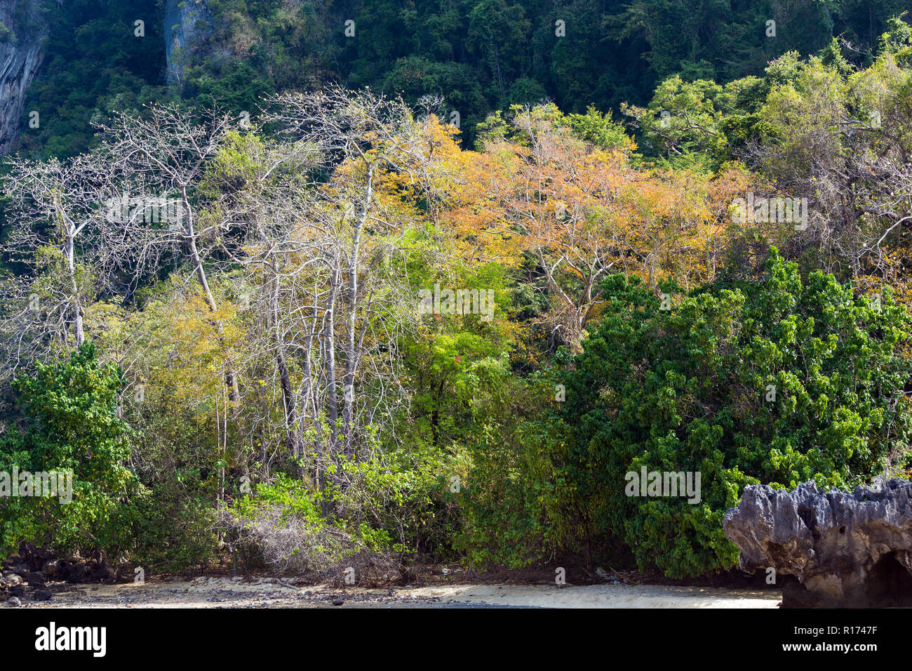Dense jungle on coast tropical hi-res stock photography and images - Alamy