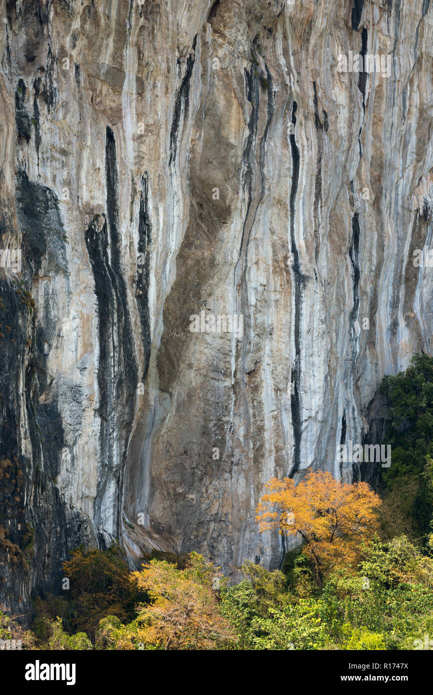 Tall dry trees hi-res stock photography and images - Alamy