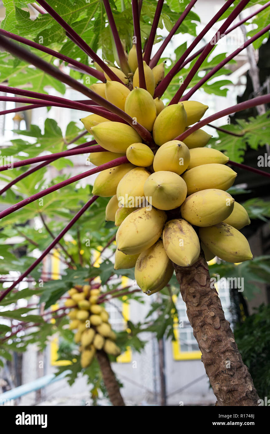 Yellow fruits hi-res stock photography and images - Alamy