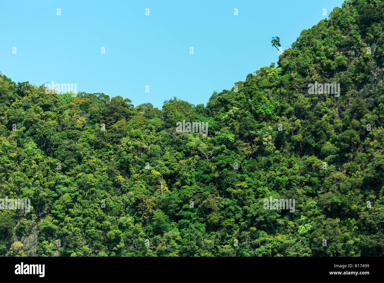 Jungle and blue sky background with copy space Stock Photo - Alamy