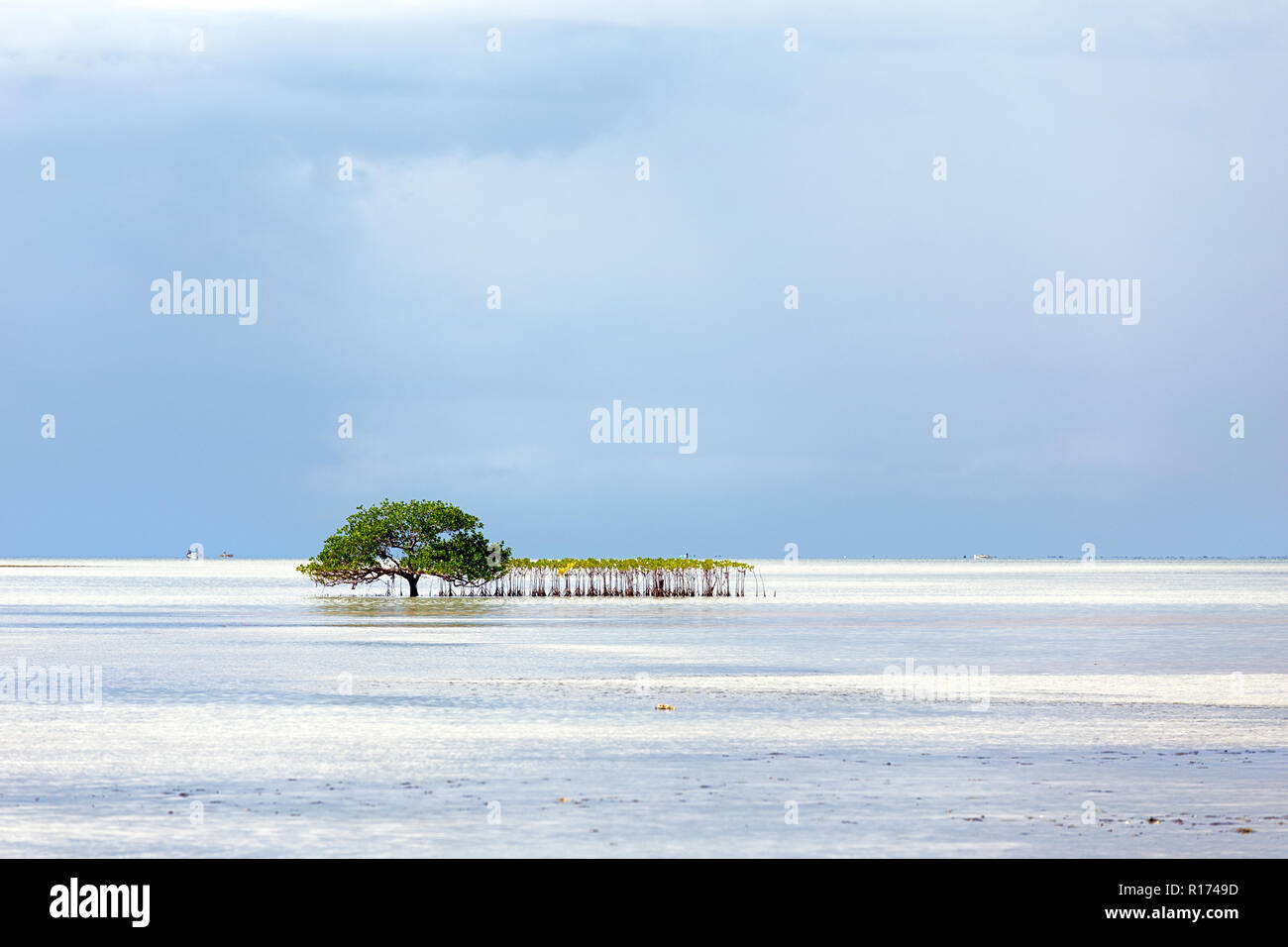 Beautiful mangrove tree growing on the sea standing submerged in the ...