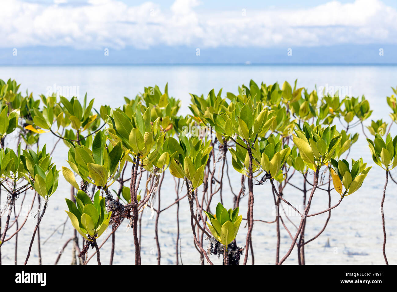 Young mangrove trees growing in the tropical sea Stock Photo - Alamy