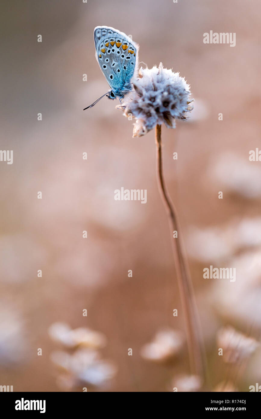 Lysandra Lellargus butterfly resting on dry Armeria Maritima flower ...