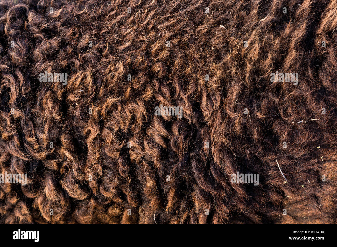 Dark sheep hi-res stock photography and images - Alamy