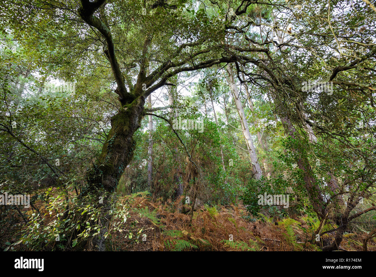 Evergreen oak tree hi-res stock photography and images - Alamy