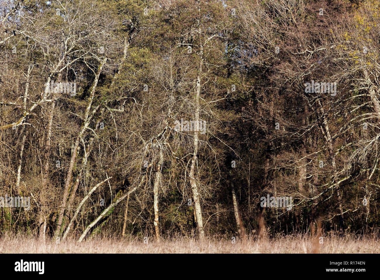 Alder trees in winter hi-res stock photography and images - Alamy