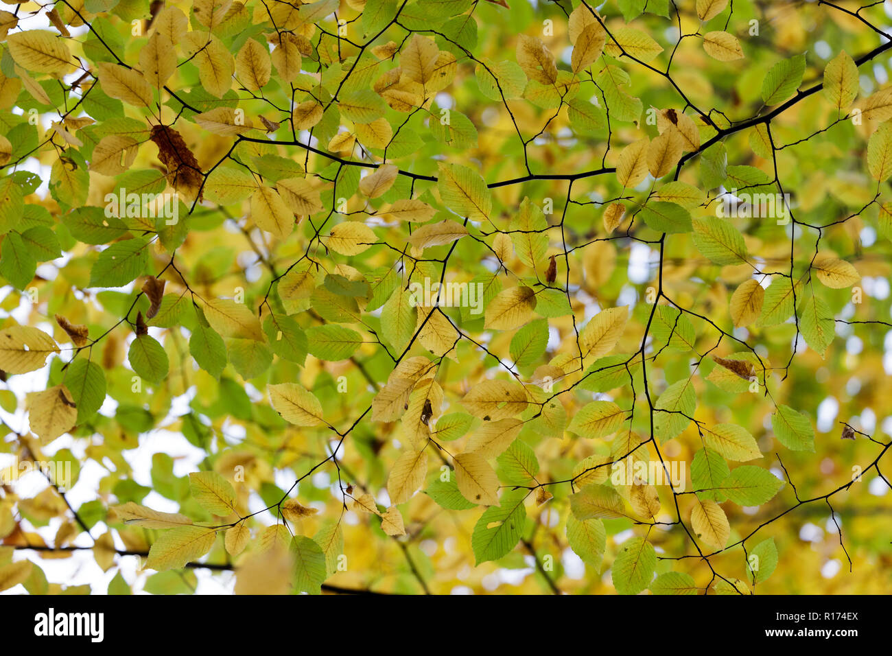 Hornbeam tree fall colors view from below Stock Photo - Alamy