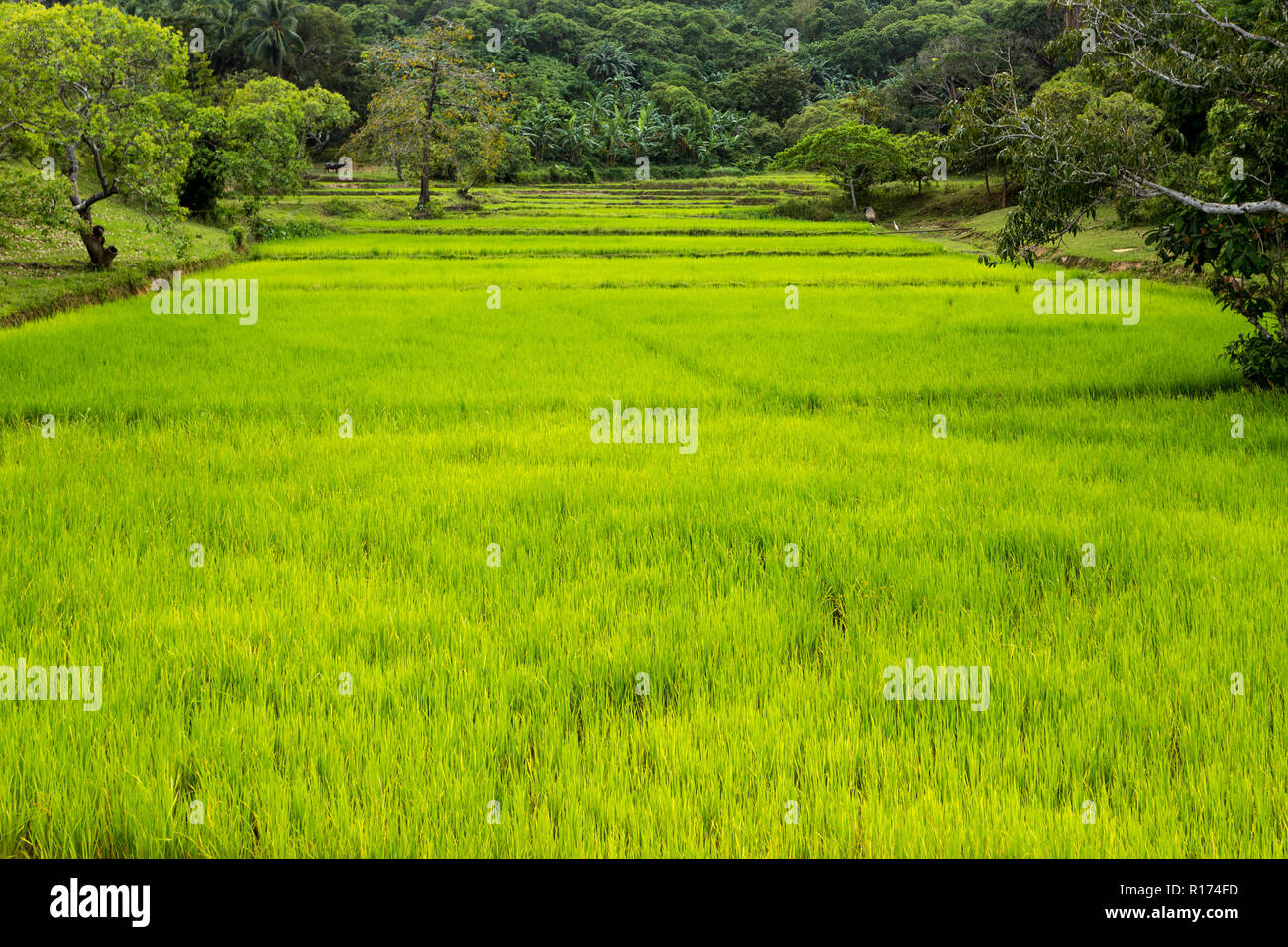 Philippine rice field hi-res stock photography and images - Alamy