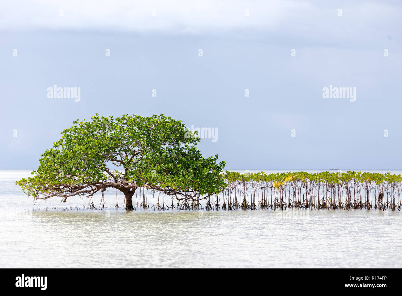 Beautiful mangrove tree growing on the seashore standing submerged in ...