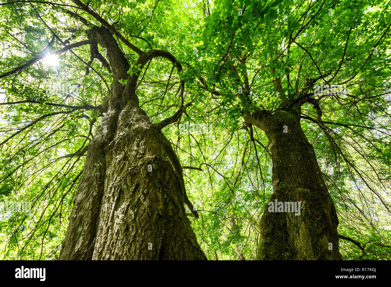 Huge maple tree hi-res stock photography and images - Alamy