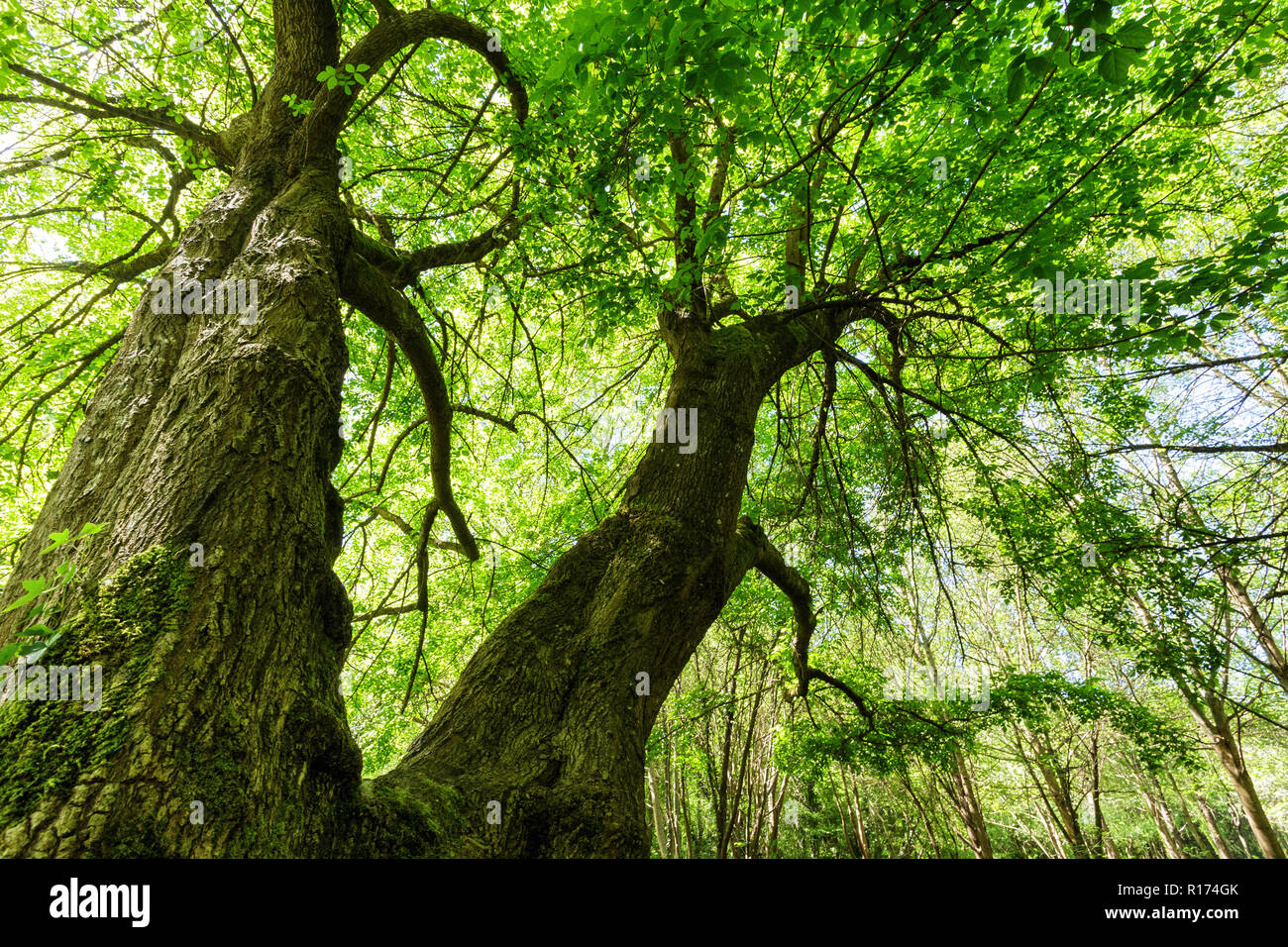 Huge maple tree hi-res stock photography and images - Alamy