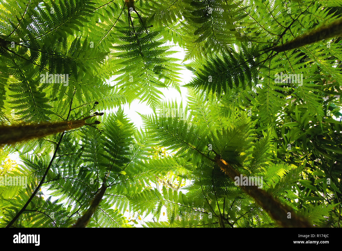 Tree ferns forest hi-res stock photography and images - Alamy