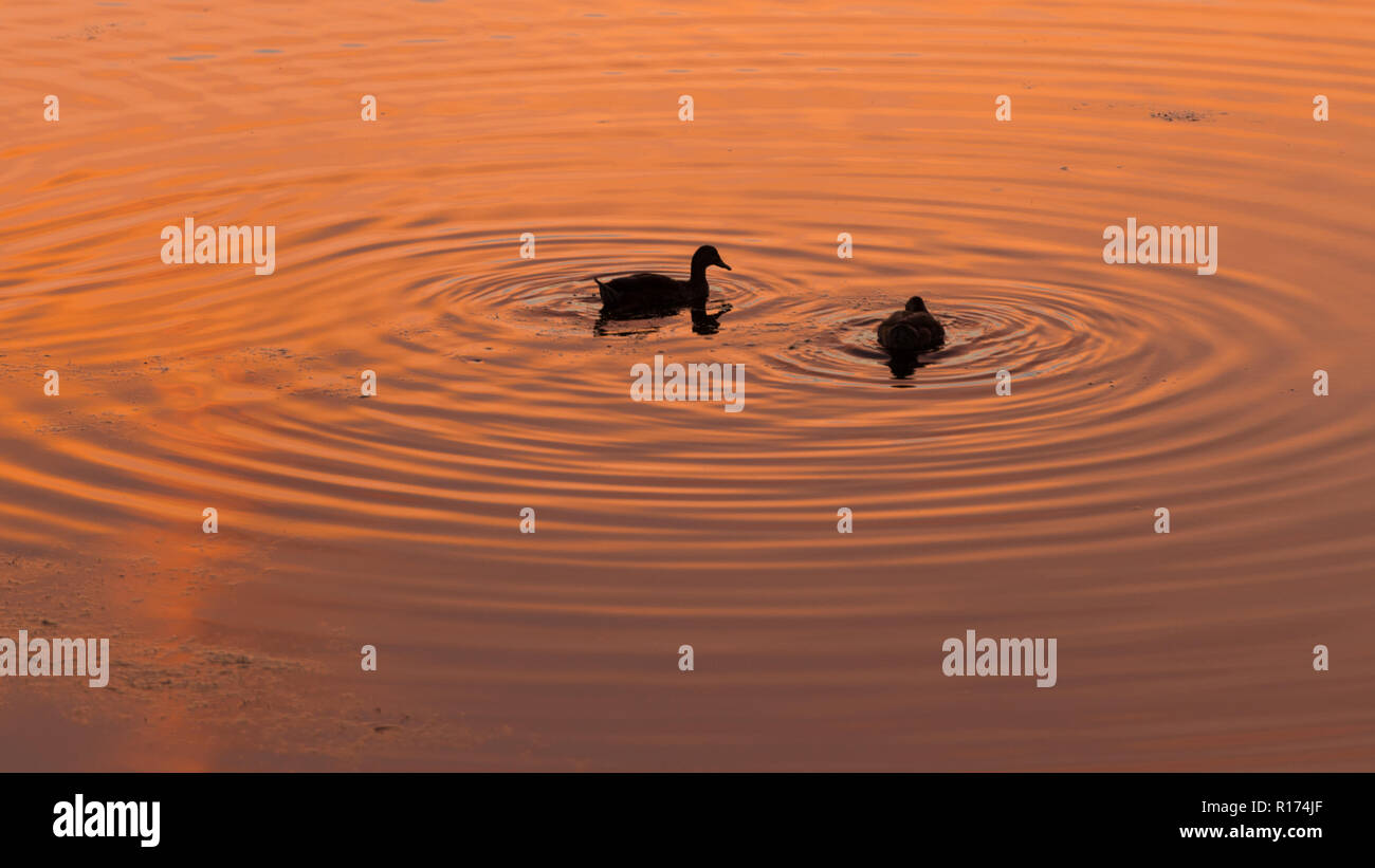 Duck pond at sunset Stock Photo - Alamy