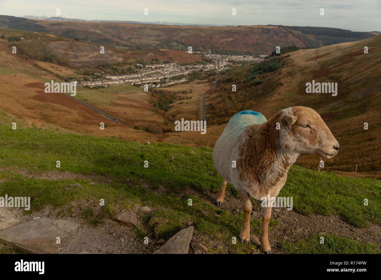 Sheep gather at the Bwlch y Clawdd mountain pass near Treorchy in the ...