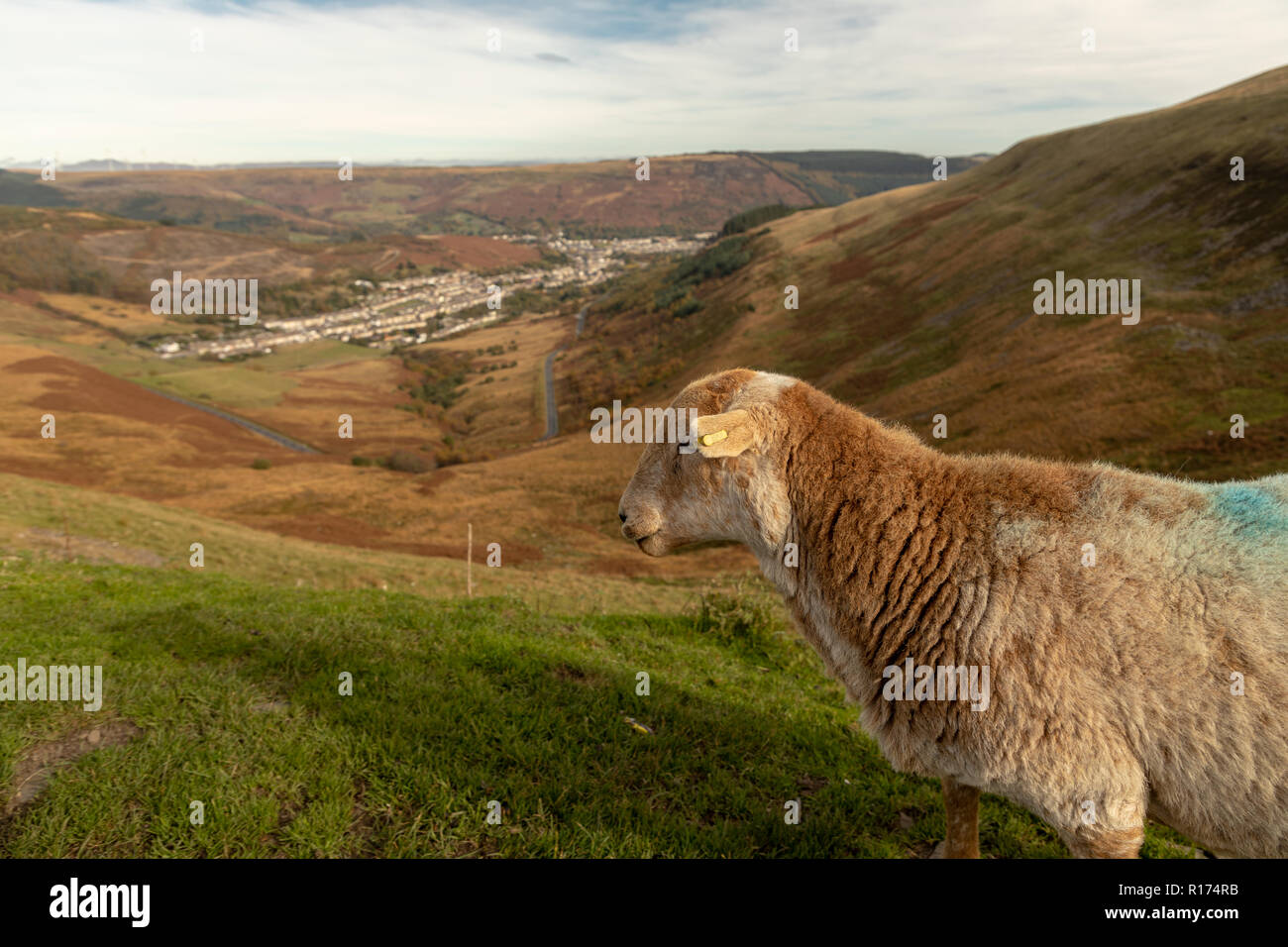Sheep gather at the Bwlch y Clawdd mountain pass near Treorchy in the ...