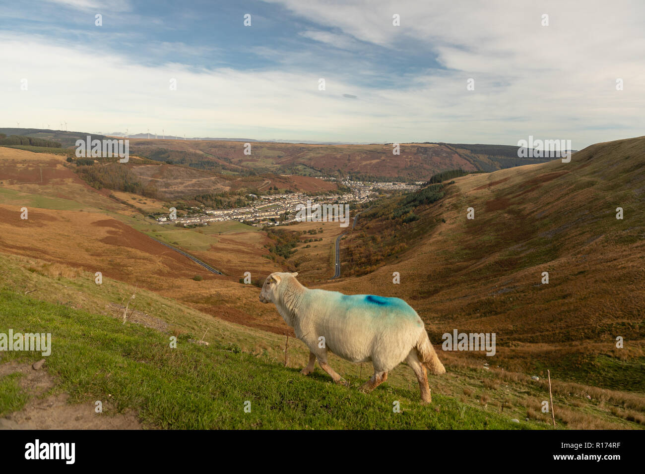 Sheep gather at the Bwlch y Clawdd mountain pass near Treorchy in the ...